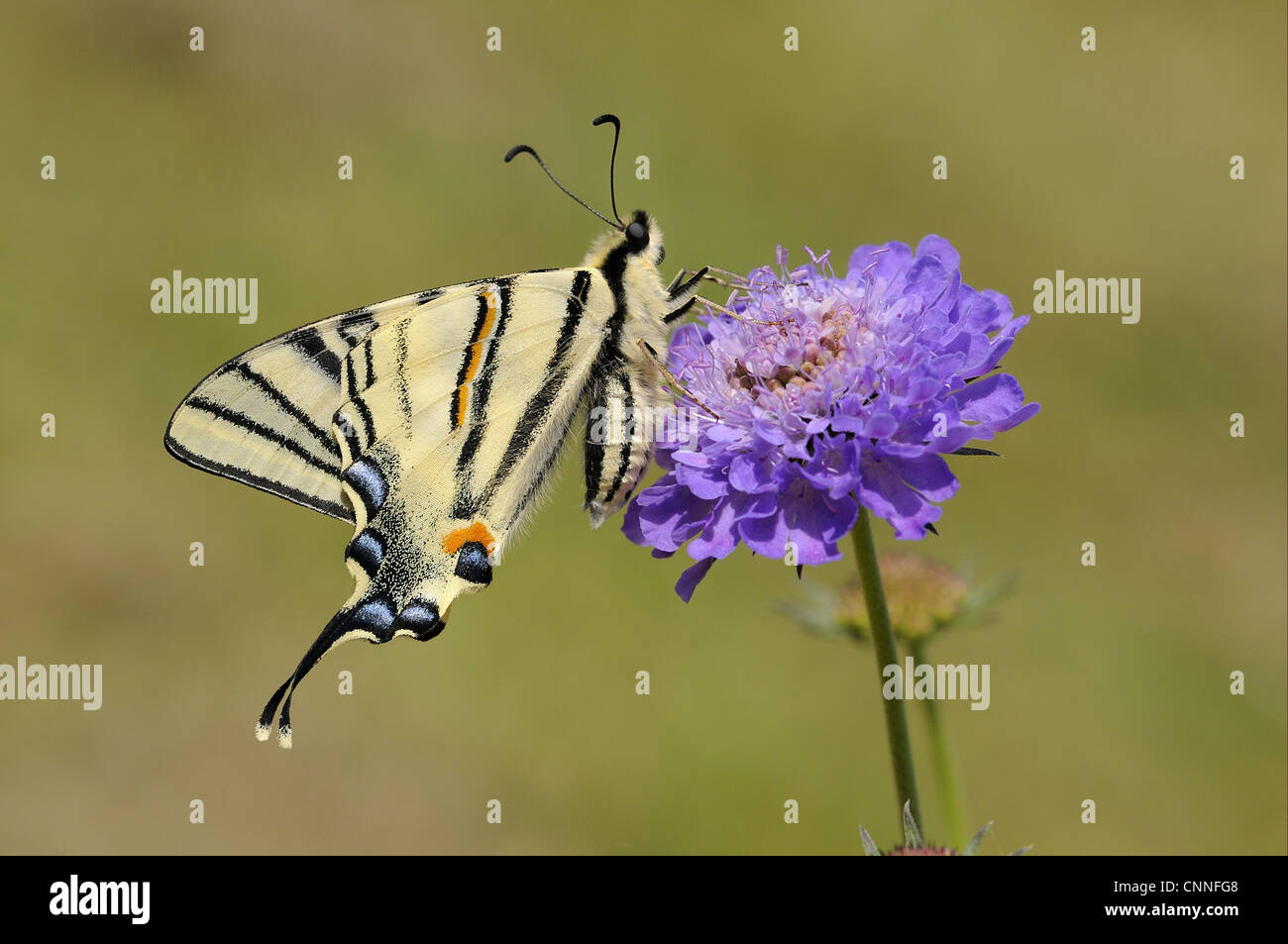 Butterflies underside swallowtail hi-res stock photography and images ...