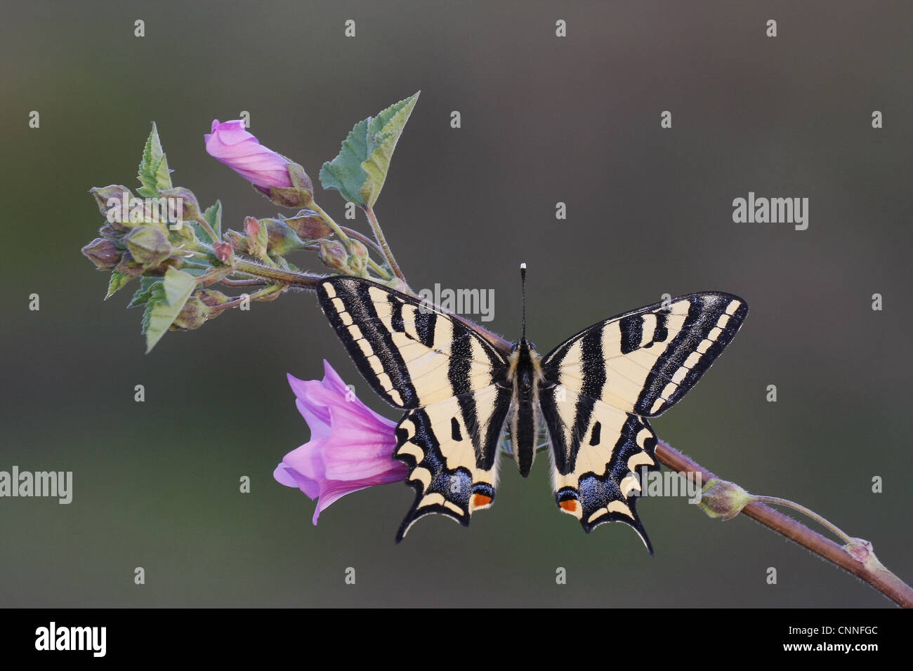 Southern Swallowtail (Papilio alexanor) adult, resting on flowering ...