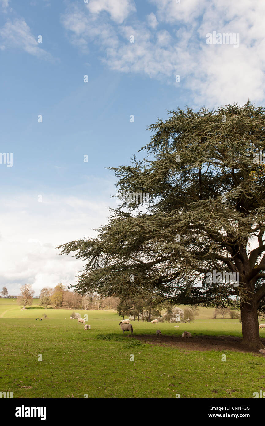 english garden with tree Stock Photo - Alamy