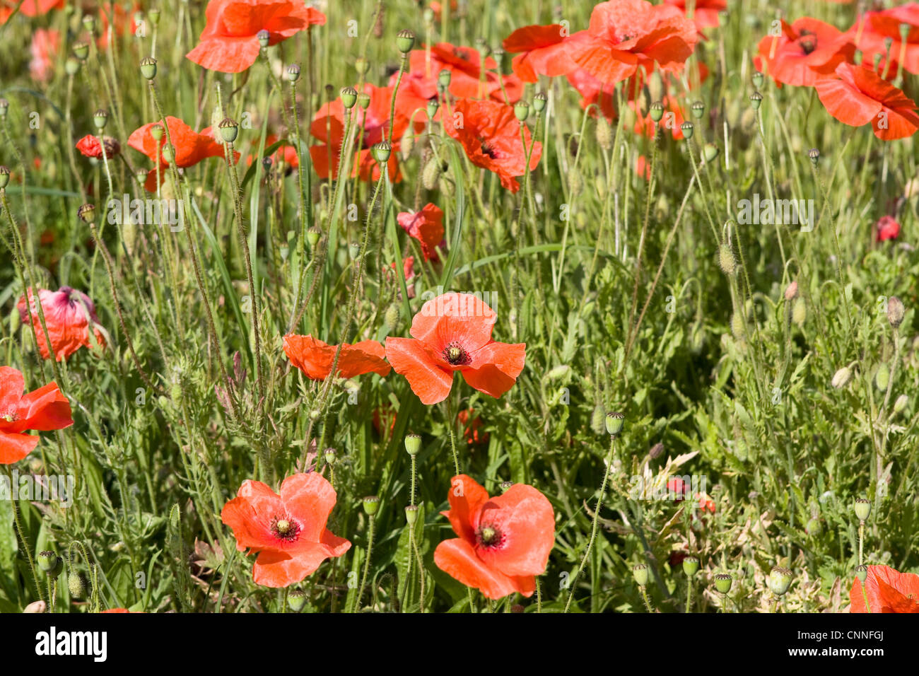 Field of red poppies in Norfolk Stock Photo - Alamy