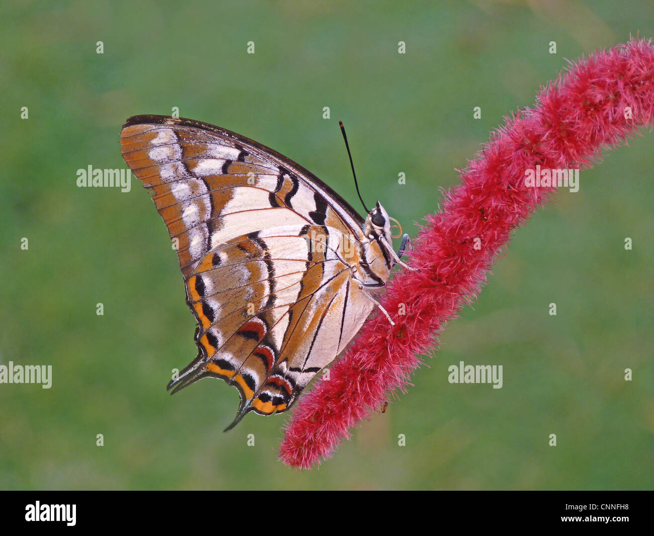 Tailed Emperor (Polyura pyrrhus) adult, resting on flowerhead, Western ...