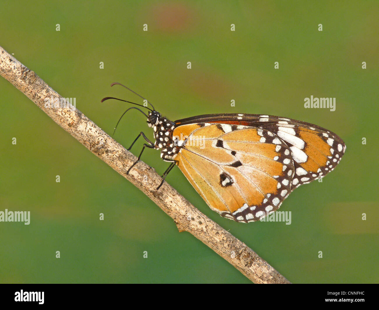 Lesser Wanderer (Danaus petilia) adult, resting on twig, Australia ...