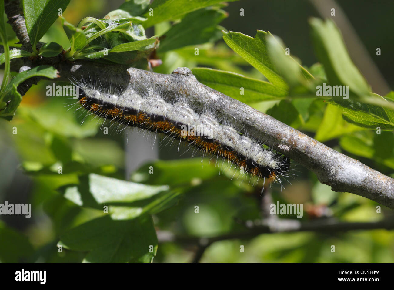 Black-veined White (Aporia crataegi) larva, on hawthorn twig, Pyrenees ...