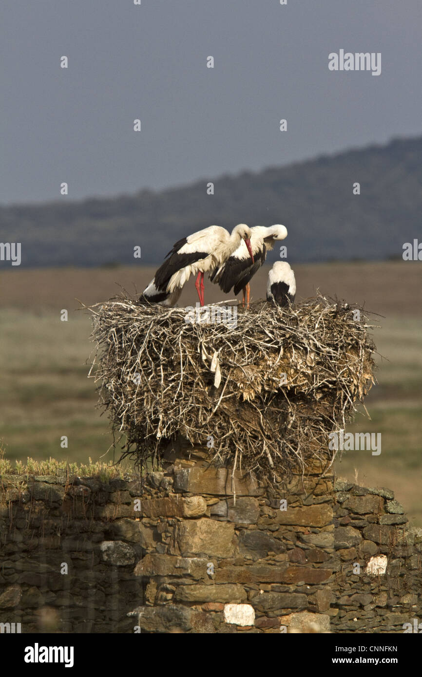 White Storks nesting on old building, Trujillo, Extremadura, Spain ...