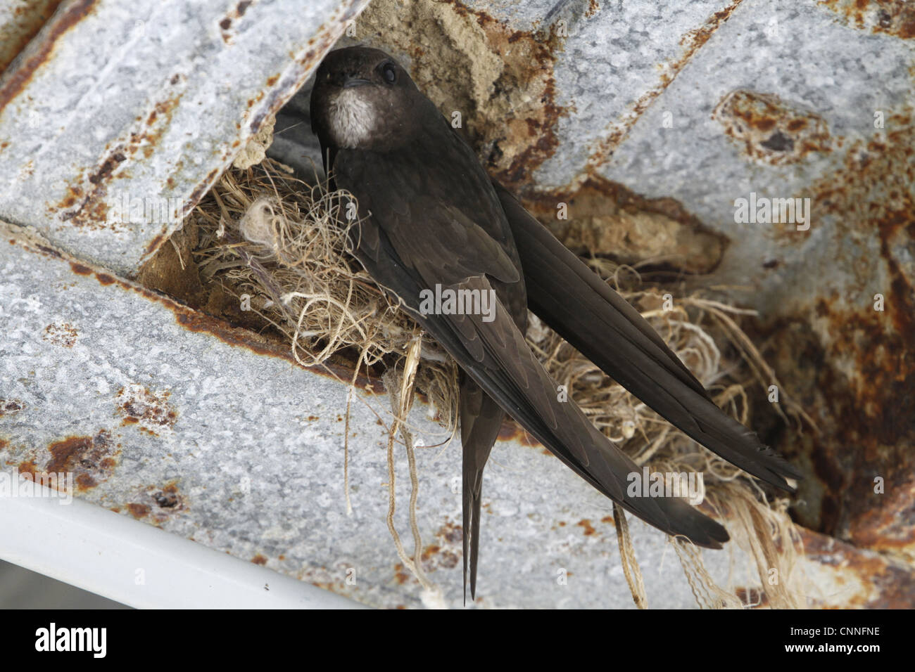 Swift nest building hi-res stock photography and images - Alamy