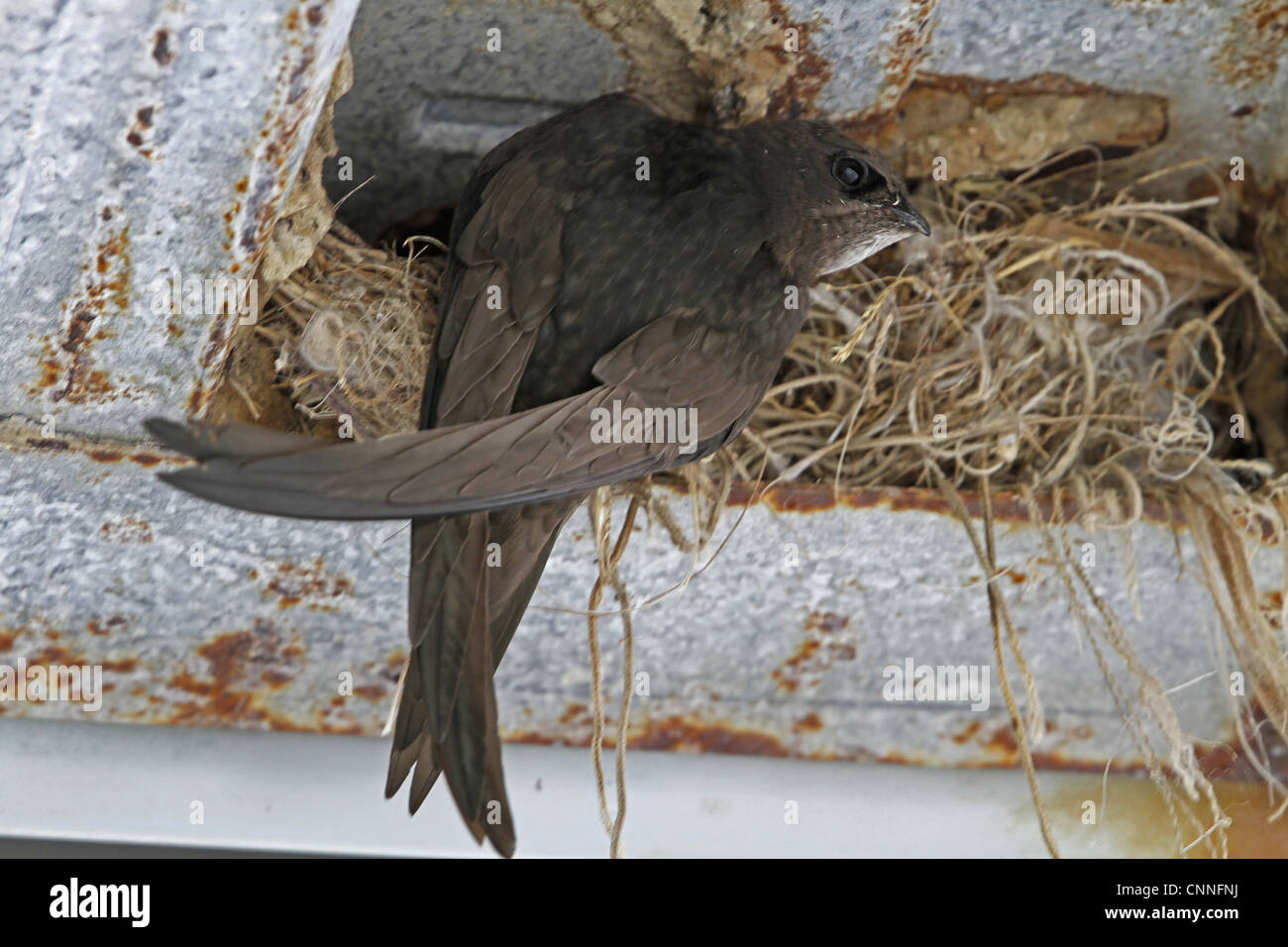 Common Swift at nest in rafter of building - Spain Stock Photo - Alamy