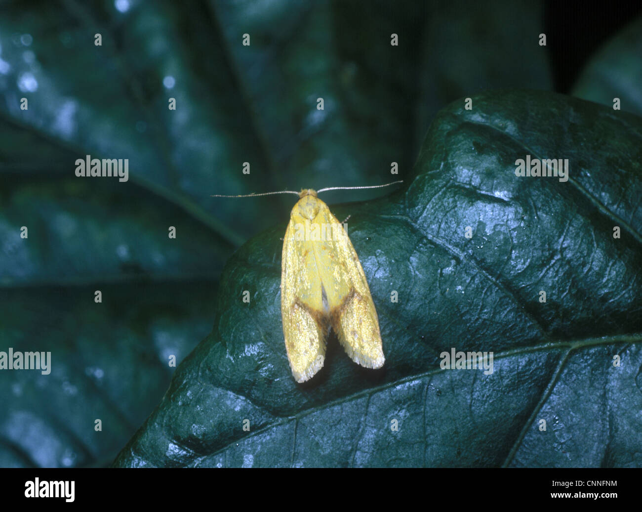 Agapeta hi-res stock photography and images - Alamy