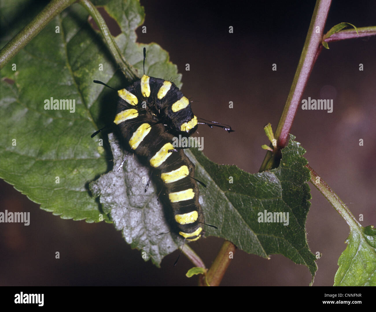 Moth - Alder Larva (Acronicta alni) close-up / on leaf Stock Photo - Alamy