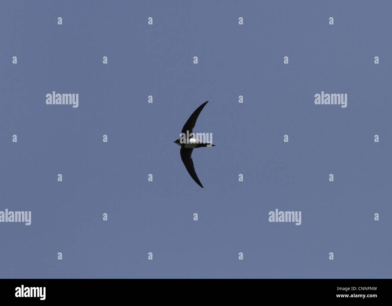 Alpine Swift in Flight Southern Spain Stock Photo - Alamy
