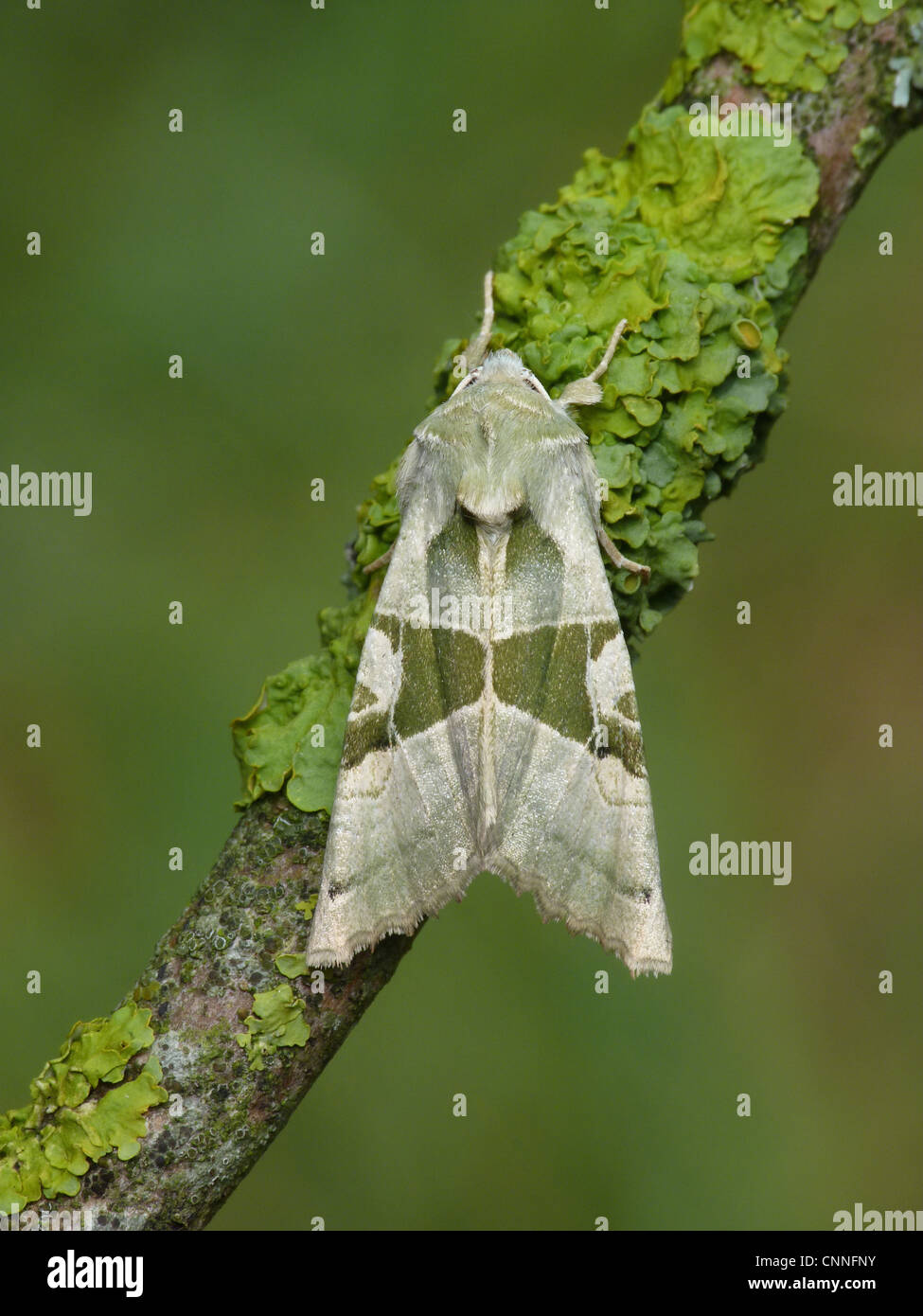 Angle shades moths hi-res stock photography and images - Alamy