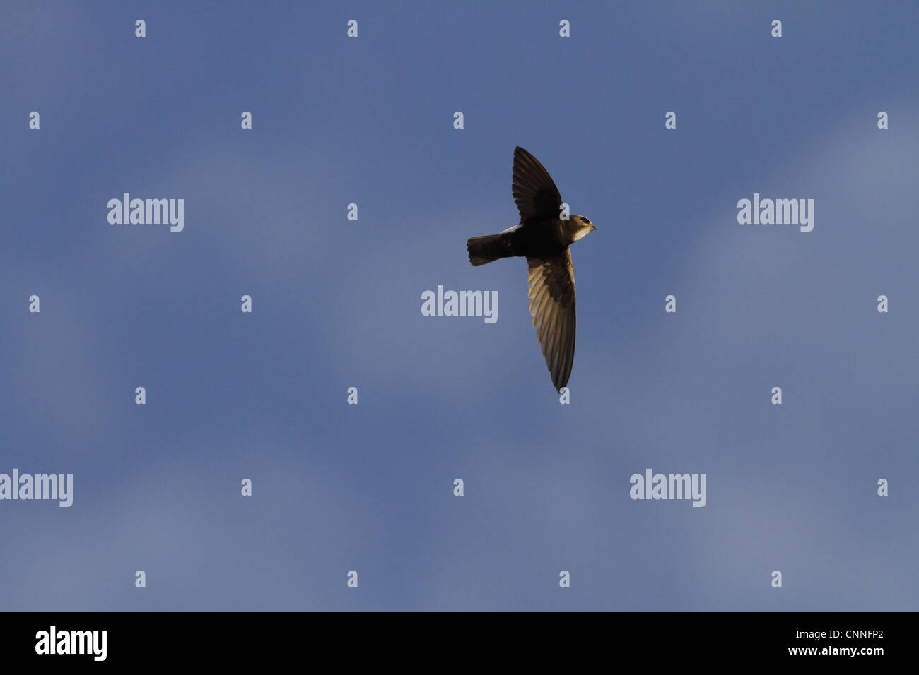 Swift in flight hi-res stock photography and images - Alamy
