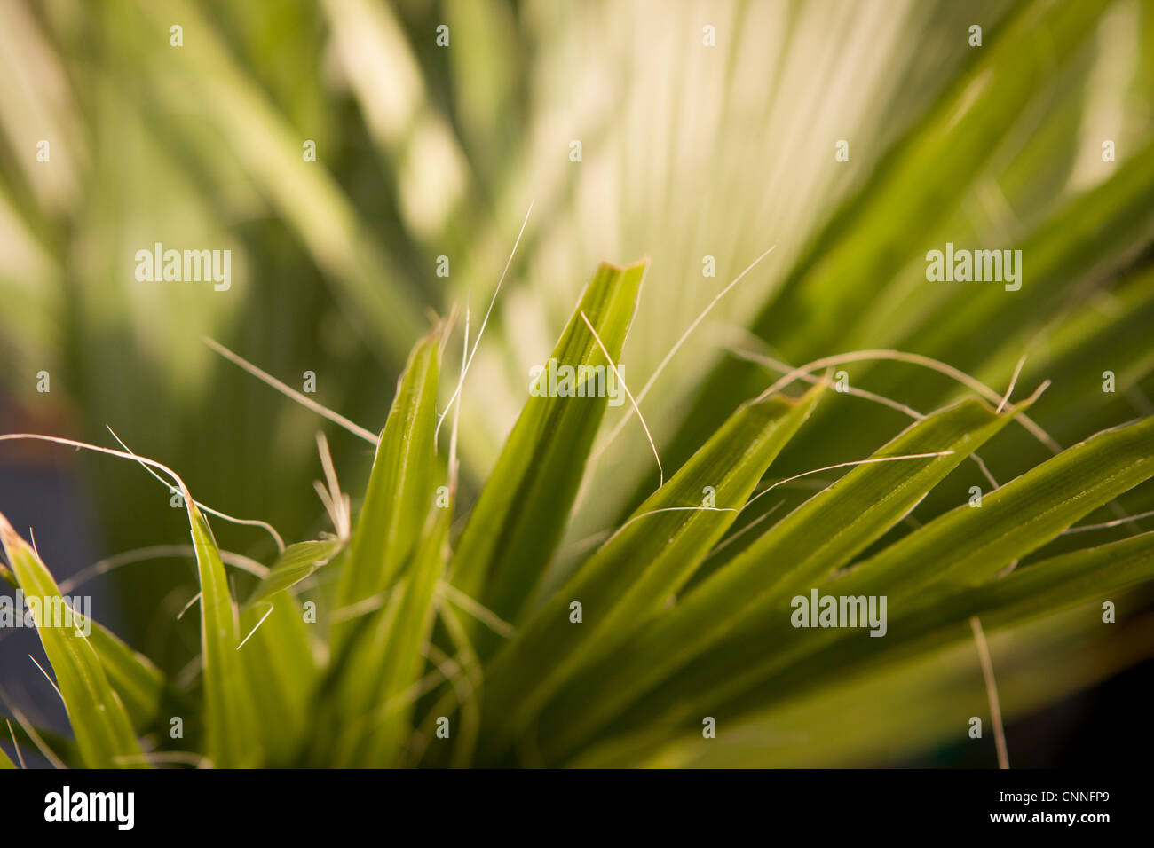 Washingtonia filifera Latin "thread-bearing", common names Desert Fan ...