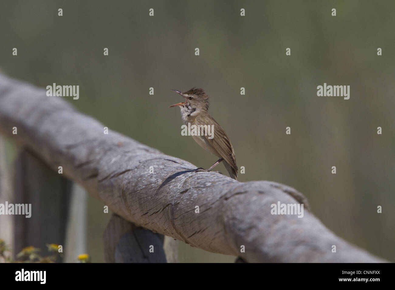 Great Reed Warbler singing - Coto Donana, Spain Stock Photo - Alamy