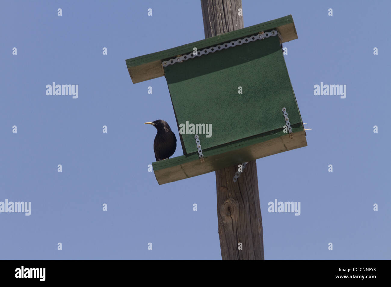 Spotless Starling by nesting box.Spain Stock Photo - Alamy