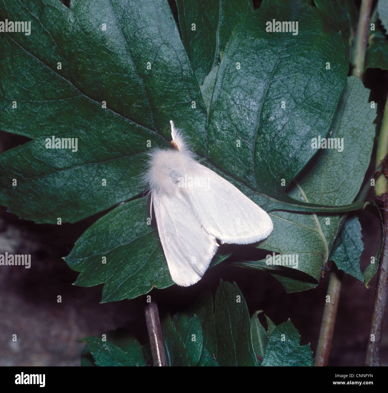 The brown tail moths hi-res stock photography and images - Alamy
