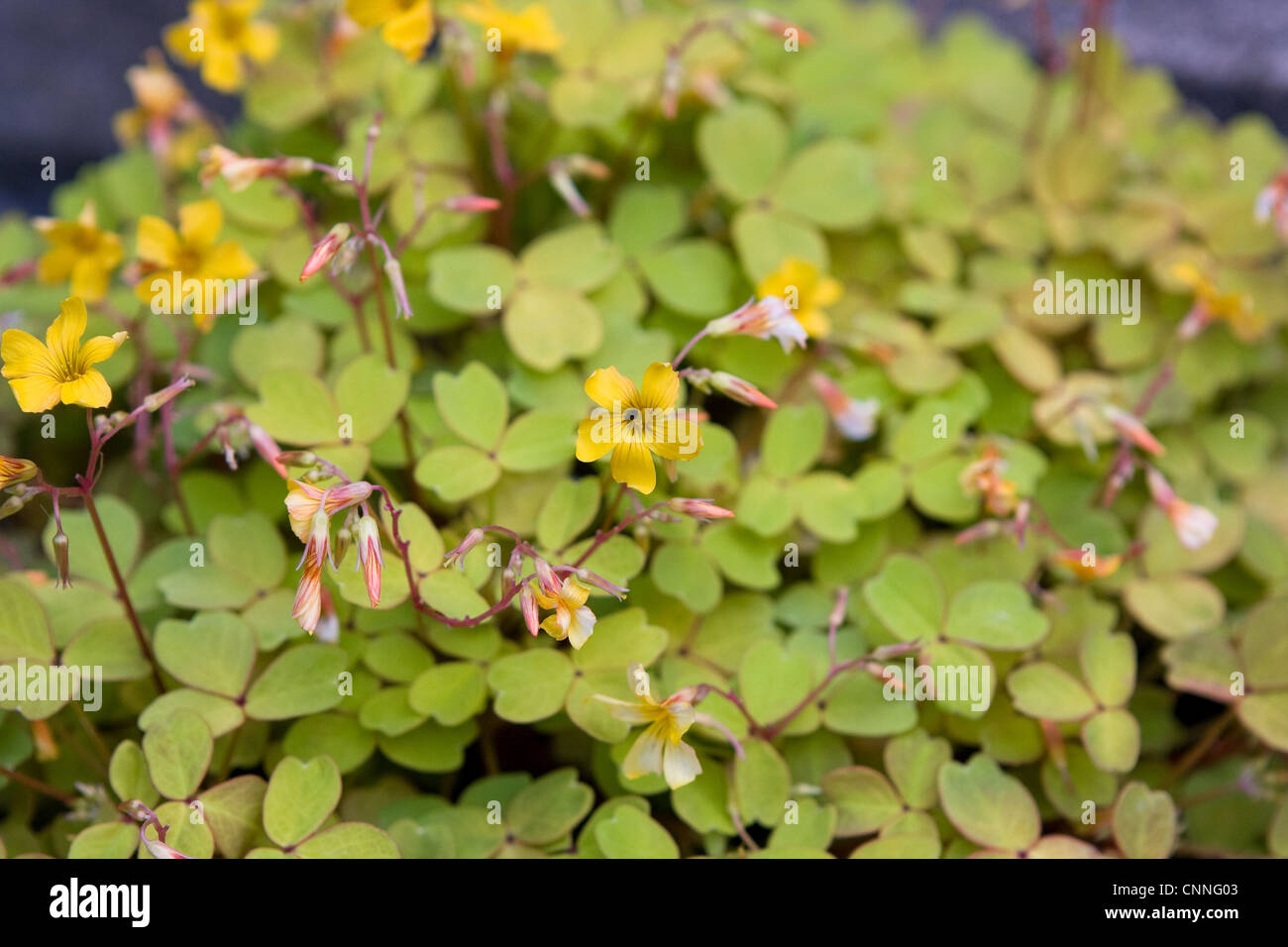 Yellow oxalis hi-res stock photography and images - Alamy