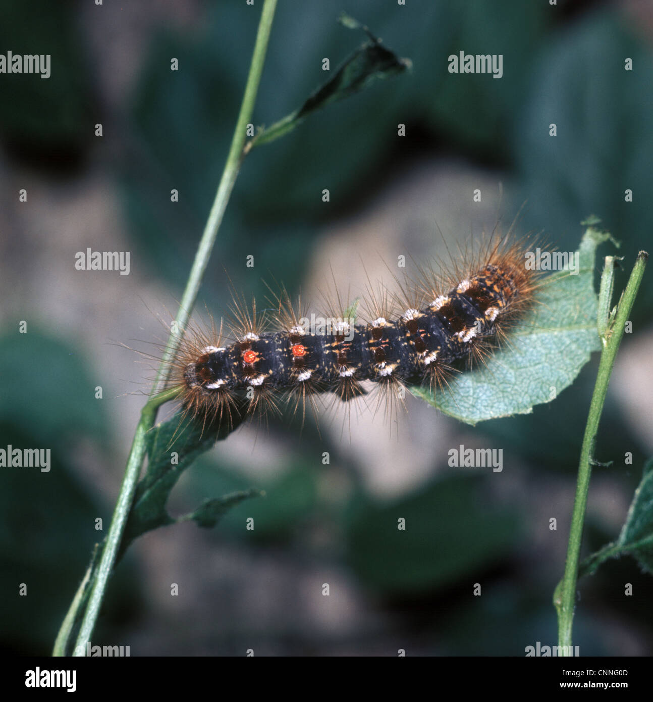 Moth - Brown-tail Larva (Euproctis chrysorrhoea) On plant Stock Photo ...