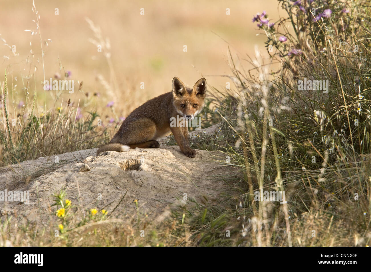 Young Fox cub play by its den in Extremadura, spain, Note the tick in ...