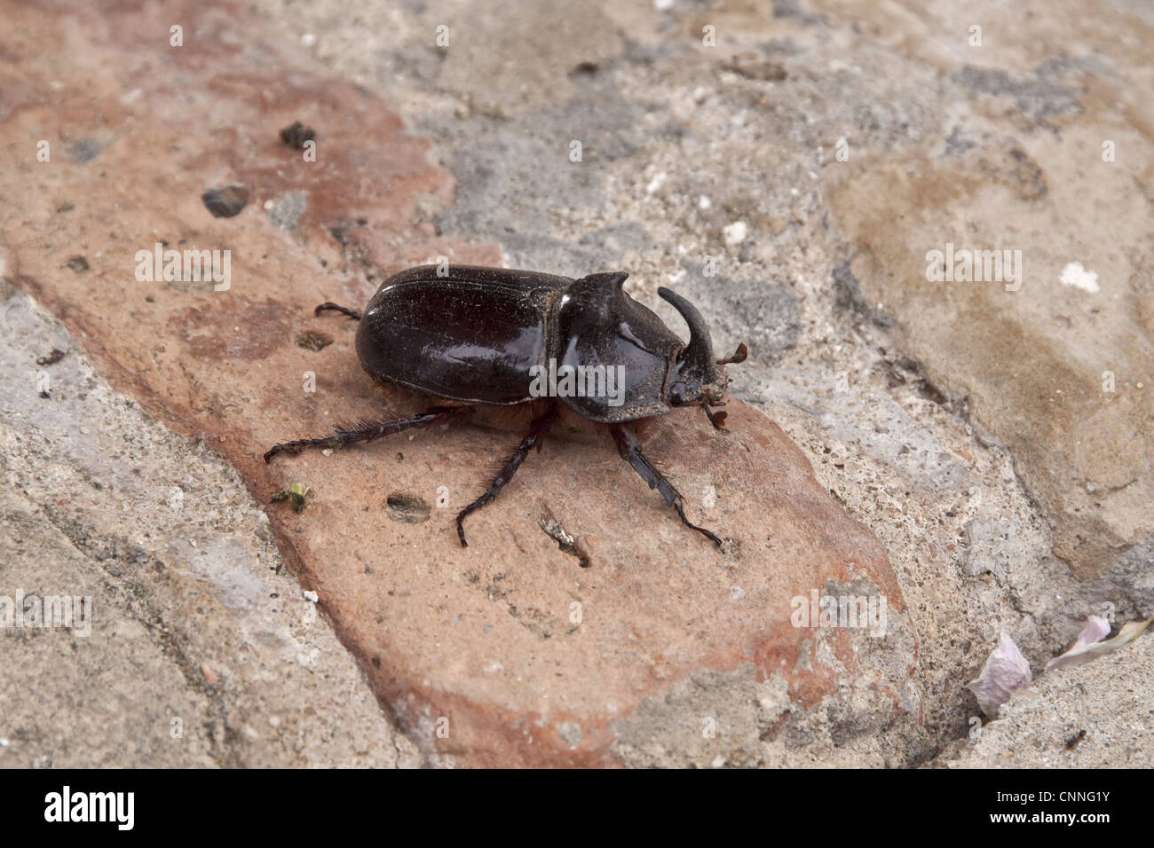 Oryctes hi-res stock photography and images - Alamy