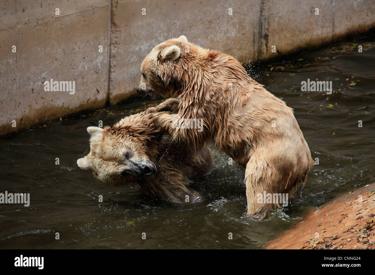 Two white bears playing in the pool at the Ramat Gan Safari, officially ...