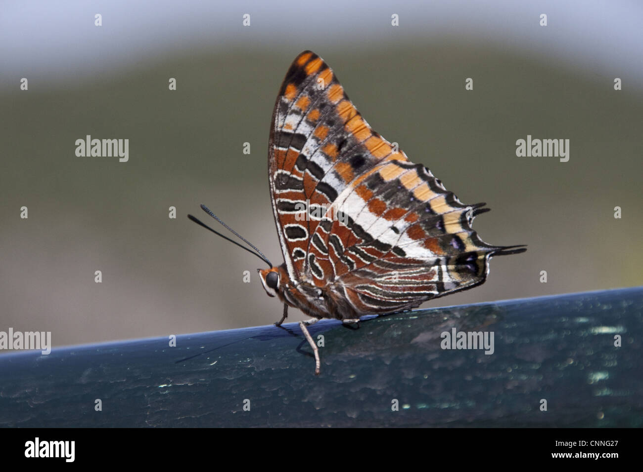 Pasha butterflies hi-res stock photography and images - Alamy