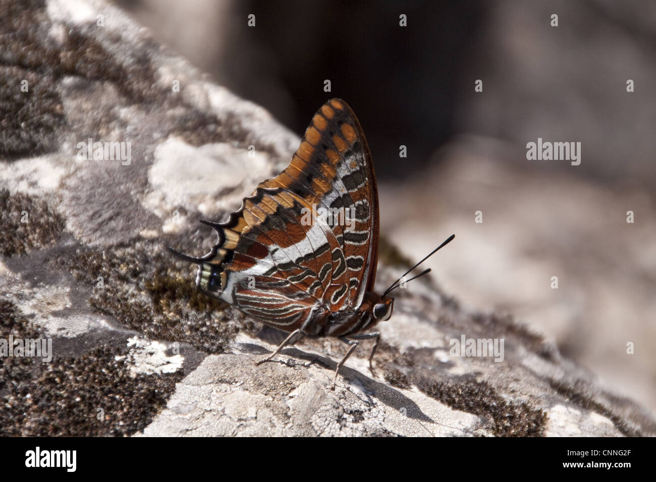 Two tailed pasha Butterfly, claraxes jasius, Extremadura, Spain Stock ...