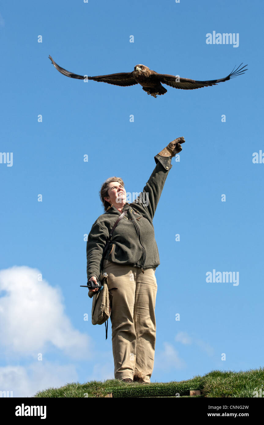 The falconer hi-res stock photography and images - Alamy