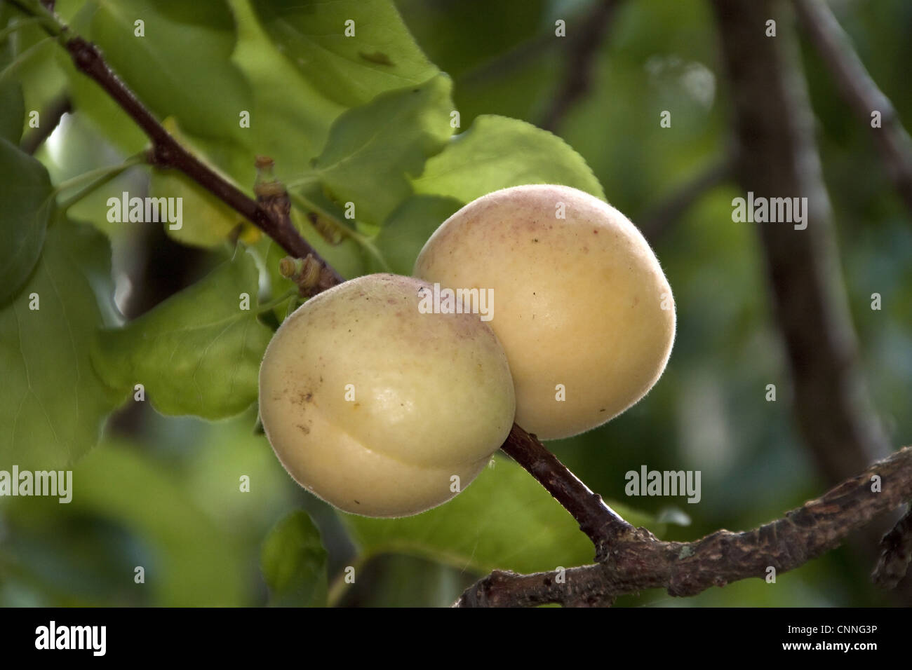 Apricot Tree Prunus Armeniaca Fruits High Resolution Stock Photography ...