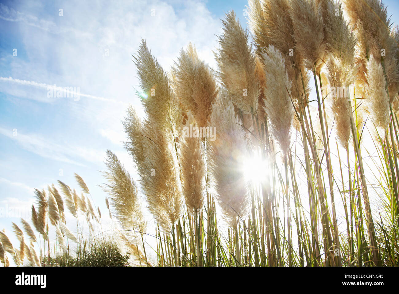 Pampas grass stalks hi-res stock photography and images - Alamy