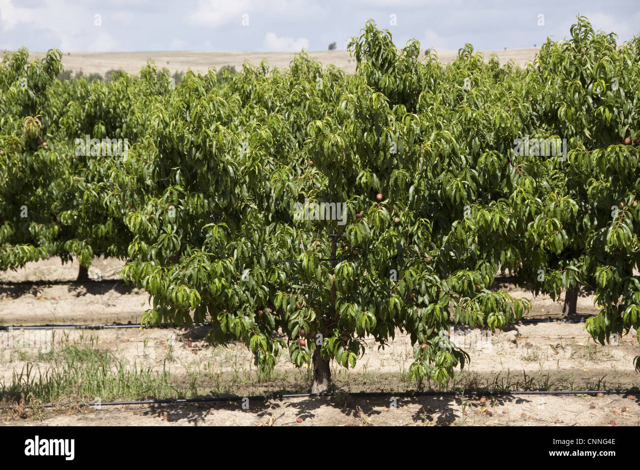 Apricot orchard grove # Spain Stock Photo - Alamy