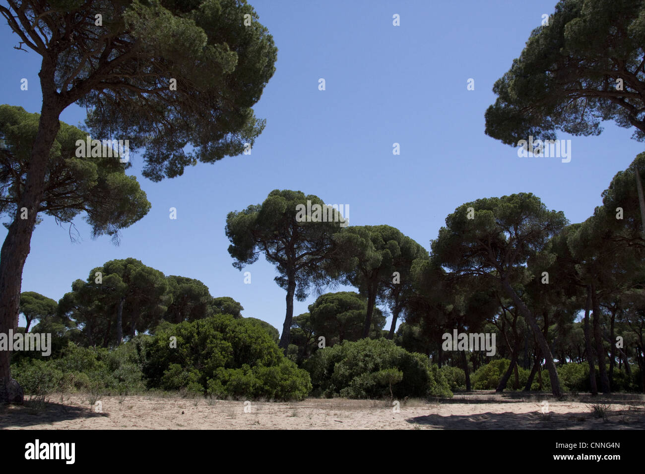 Stone pines umbrella pine trees hi-res stock photography and images - Alamy