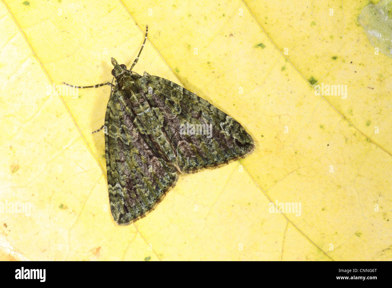 Red-green Carpet Moth (Chloroclysta siterata) adult, resting on autumn ...
