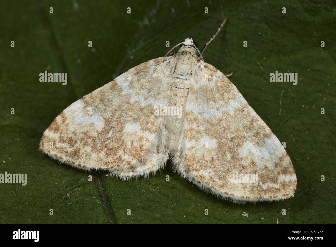 Sandy Carpet (Perizoma flavofasciata) adult, resting on leaf ...
