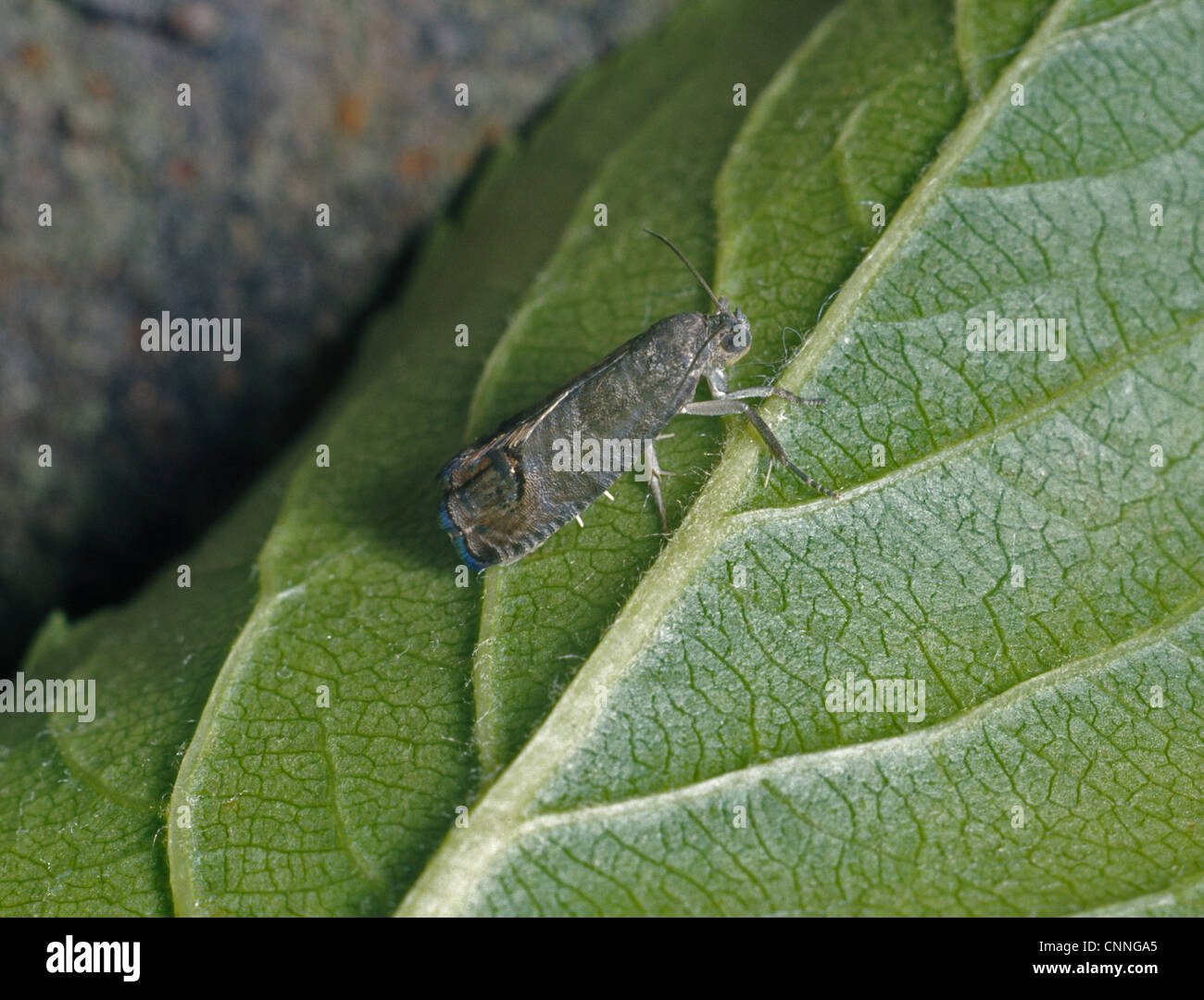 Codlin Moth (Cydia pomonella) On underside of green leaf Stock Photo ...