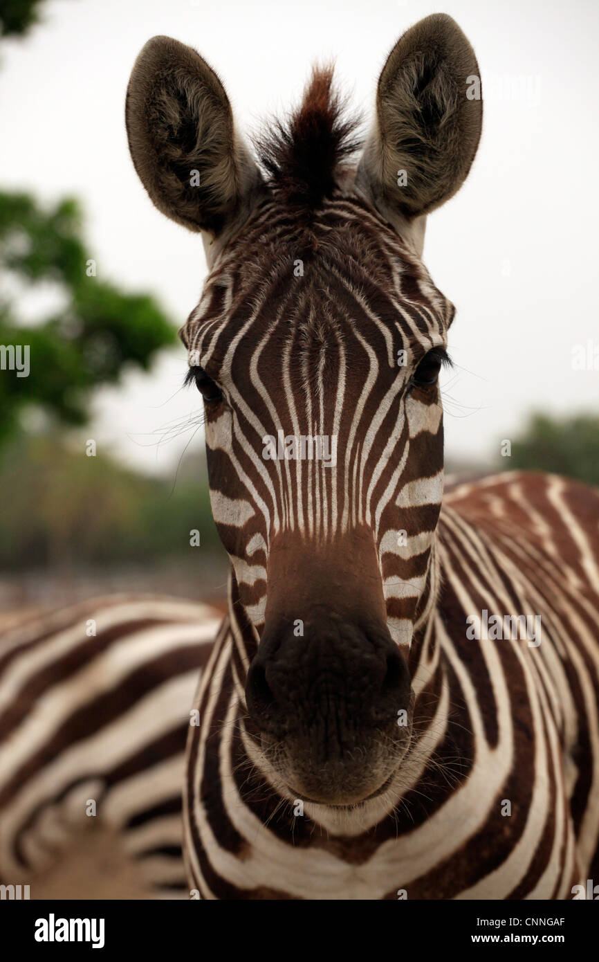 Angola israel hi-res stock photography and images - Alamy