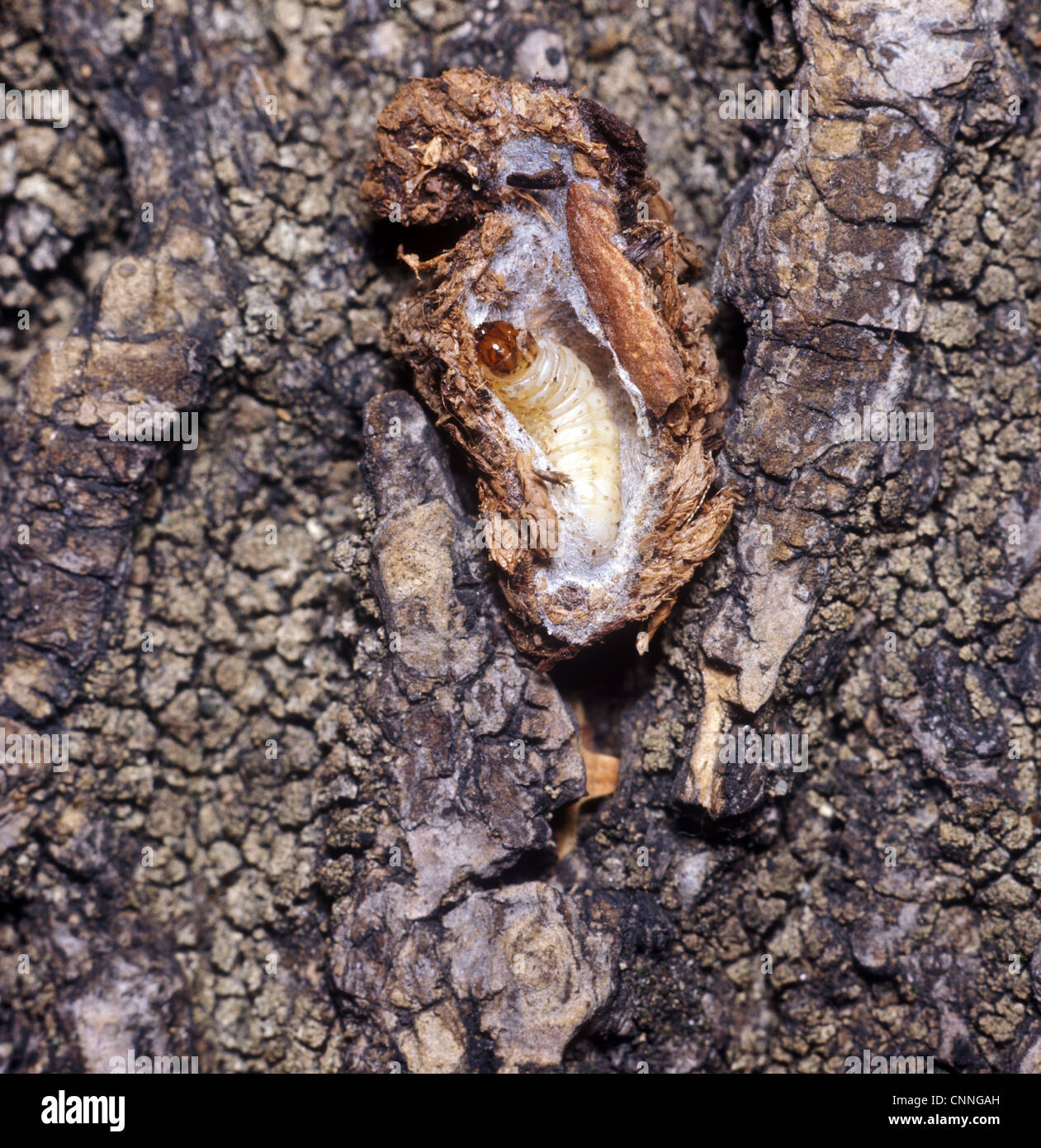 Larva cydia pomonella hi-res stock photography and images - Alamy