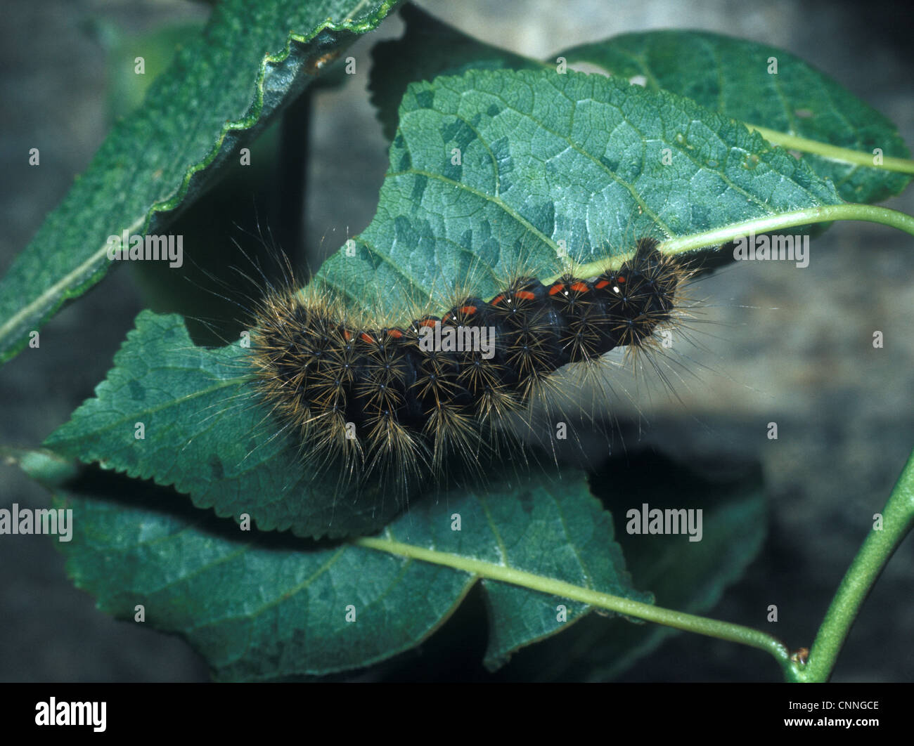 Moth - Grass Light Knot Larva (Acronicta menyanthidis) Close-up / on ...