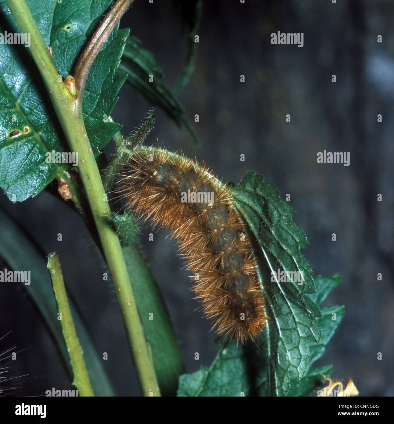 Buff Ermine (Spilosoma luteum) larva Stock Photo - Alamy