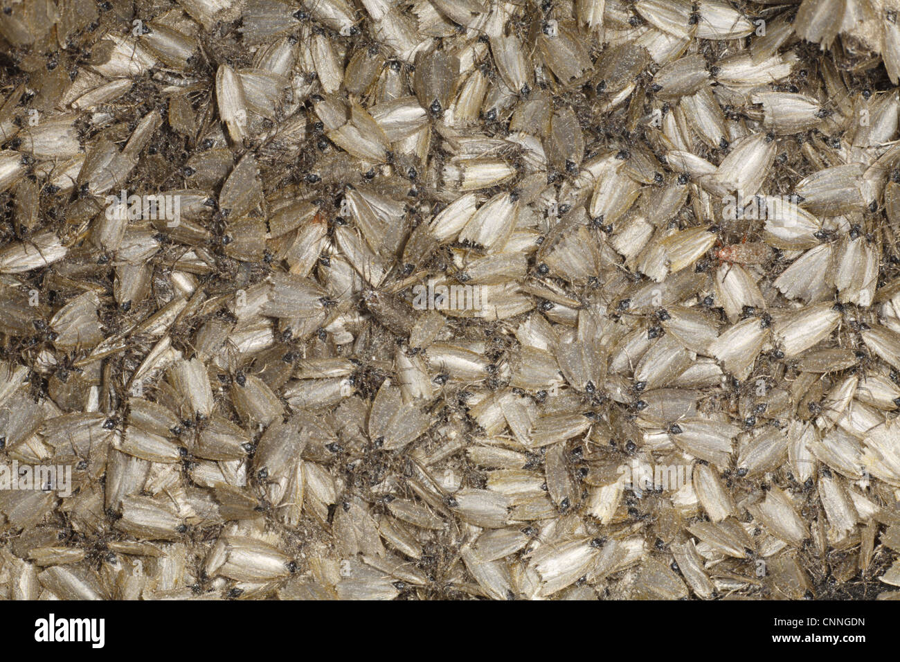 Timothy Tortrix (Aphelia paleana) adults, swarming in moth trap after ...