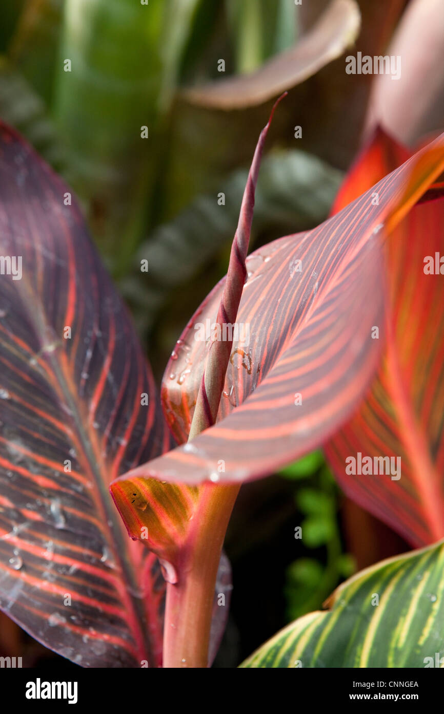 Canna plant red leaves hi-res stock photography and images - Alamy