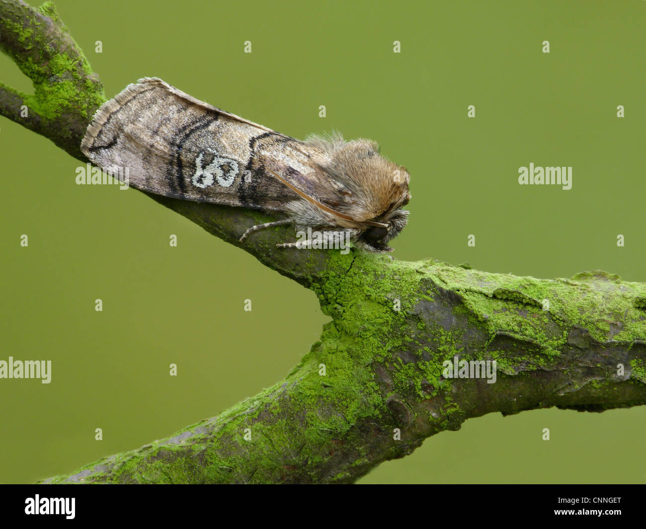 Figure of Eighty (Tethea ocularis) adult, resting on twig ...