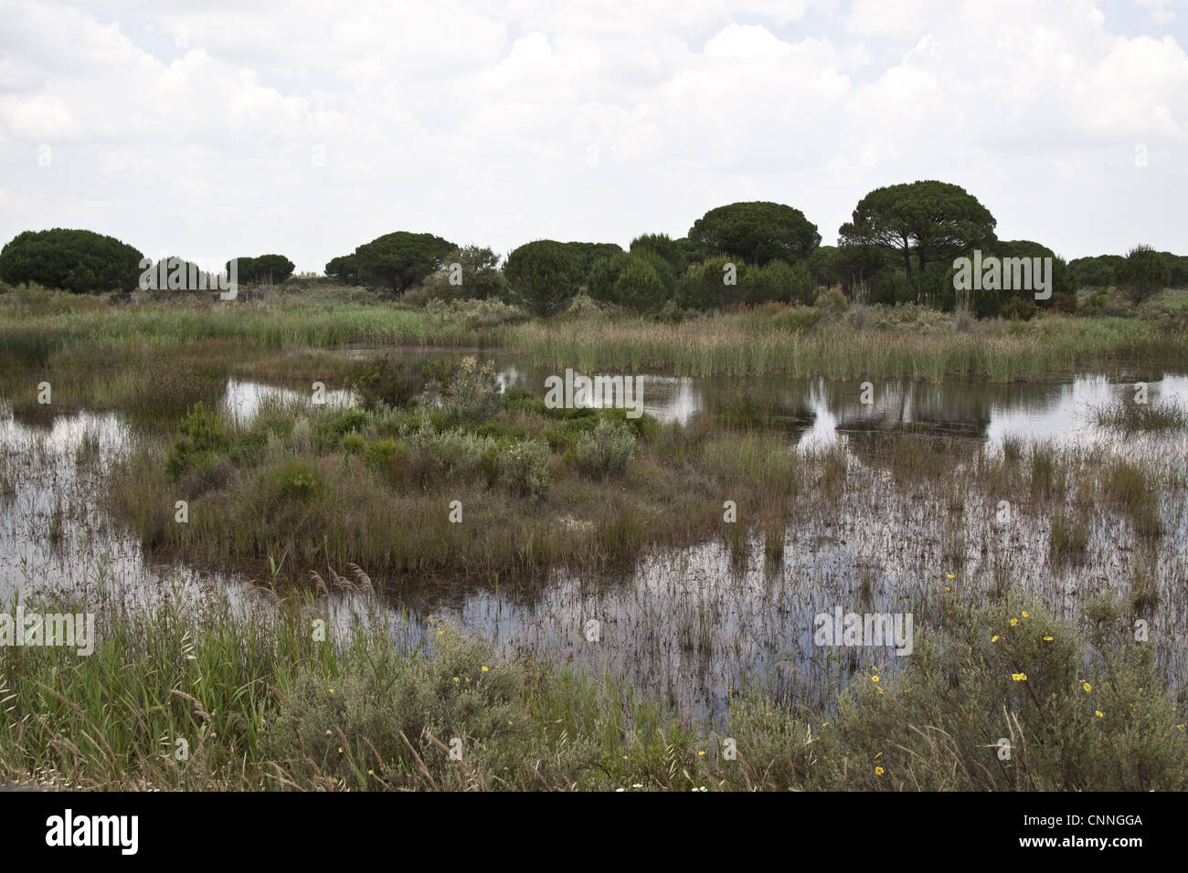 Marsh boggy habitat in the Coto Donana with some Stone Pine trees ...