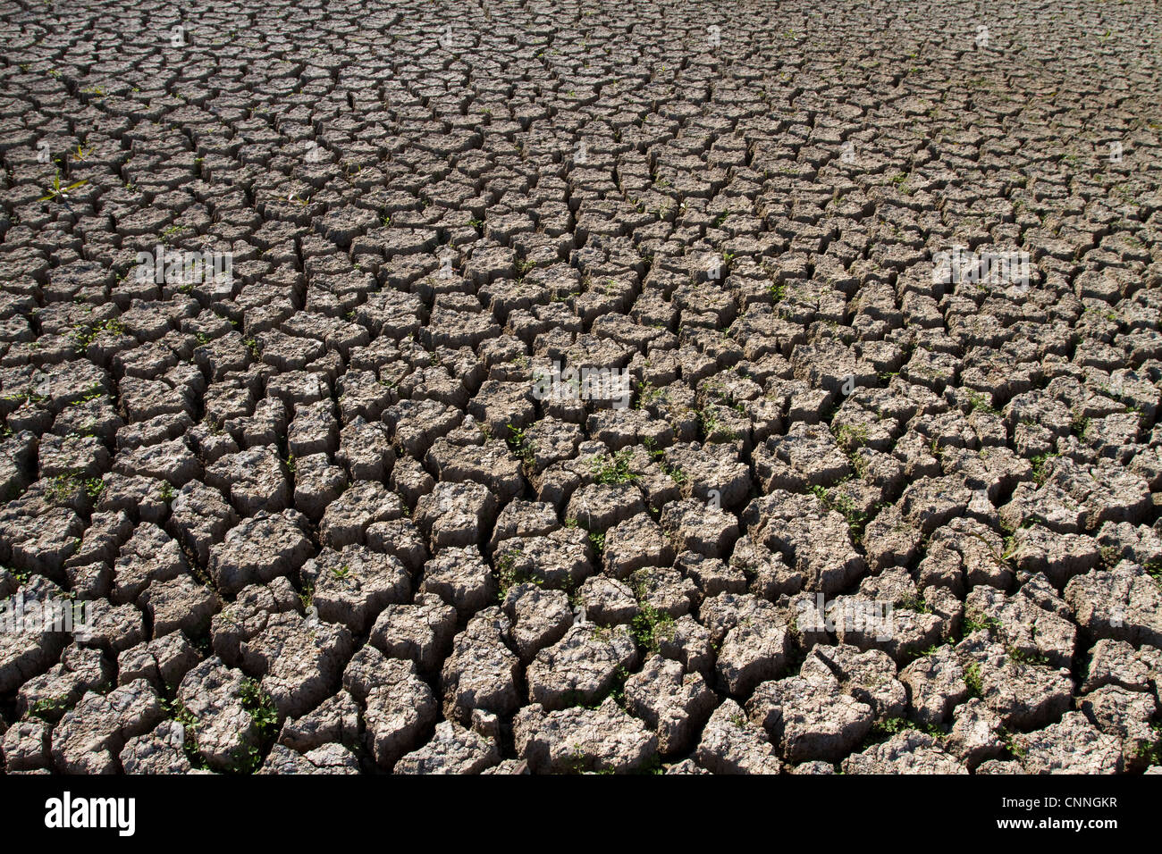 Dry soil with crack with plants, as background Stock Photo - Alamy
