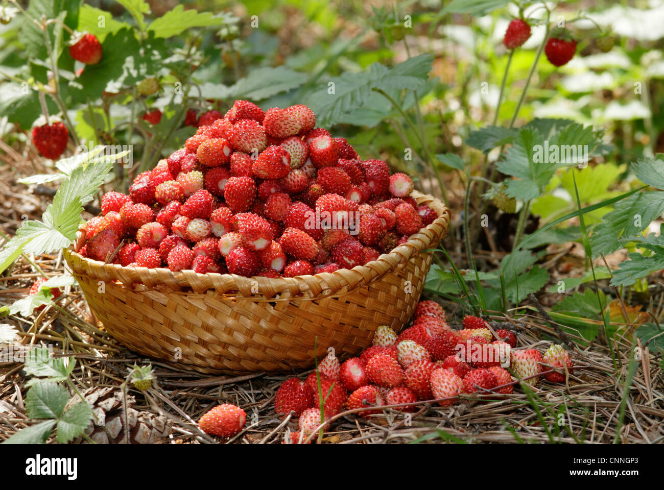 Wild strawberries hi-res stock photography and images - Alamy