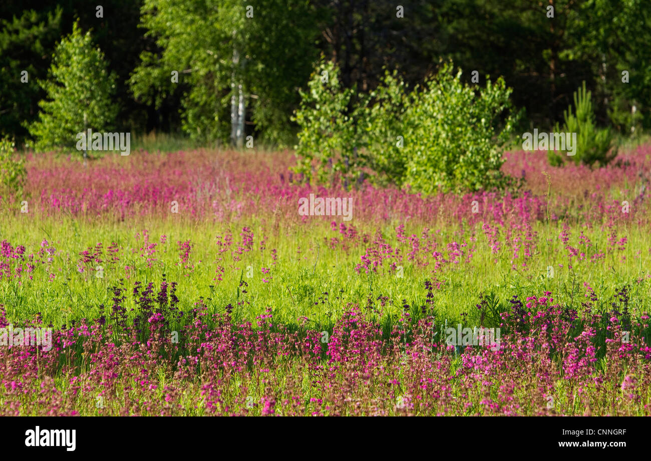 wildflowers and spring grass on the meadow Stock Photo - Alamy