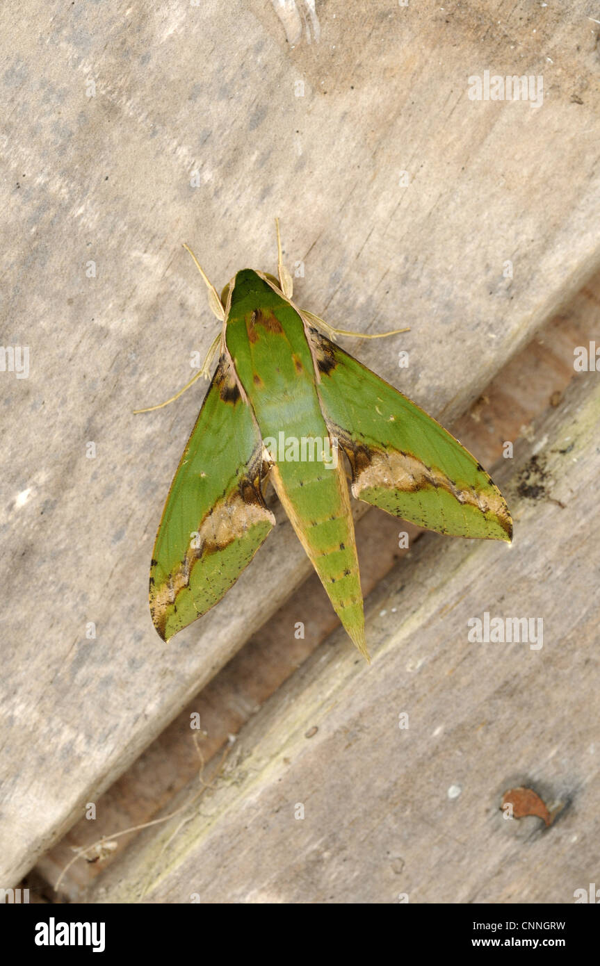 Verdant Hawkmoth (Xylophanes chiron) adult, resting on wood, Trinidad ...