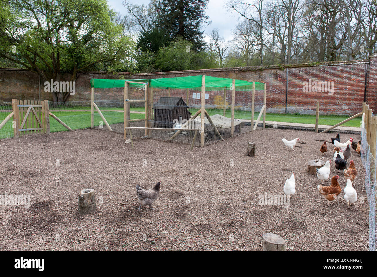 Chicken pen hi-res stock photography and images - Alamy