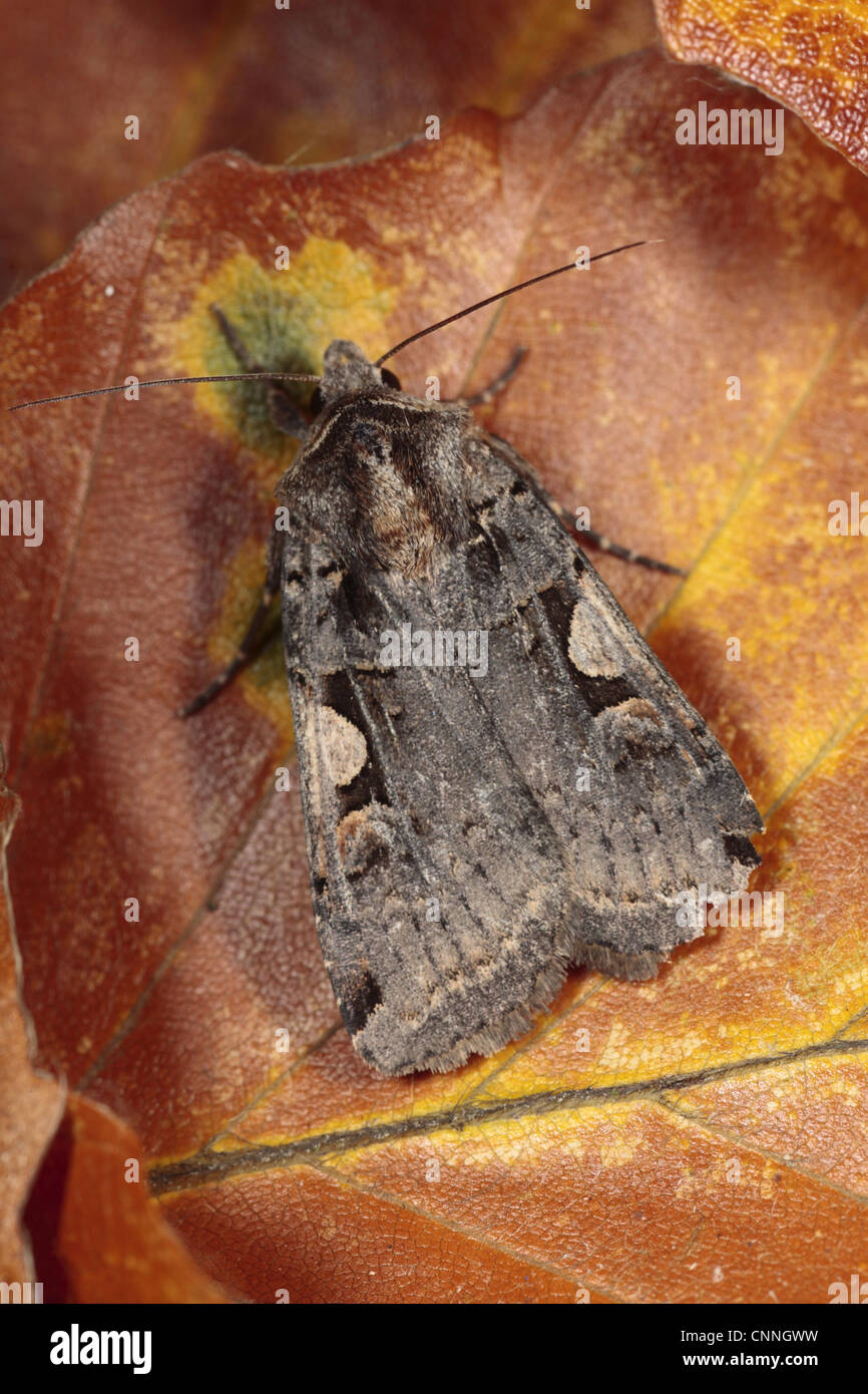 Setaceous hebrew character uk hi-res stock photography and images - Alamy