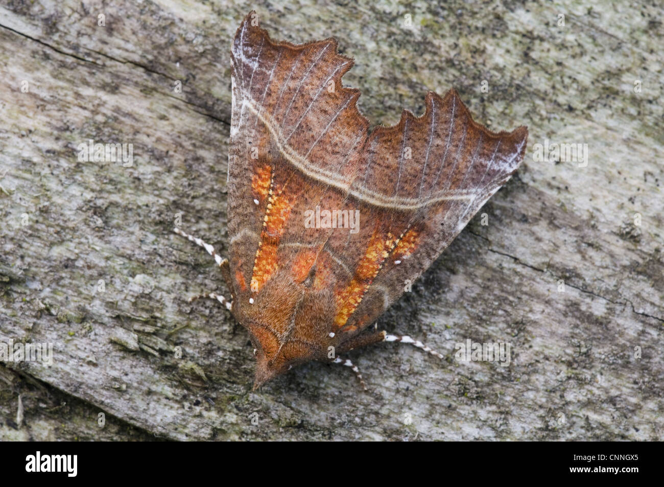 Herald of england hi-res stock photography and images - Alamy