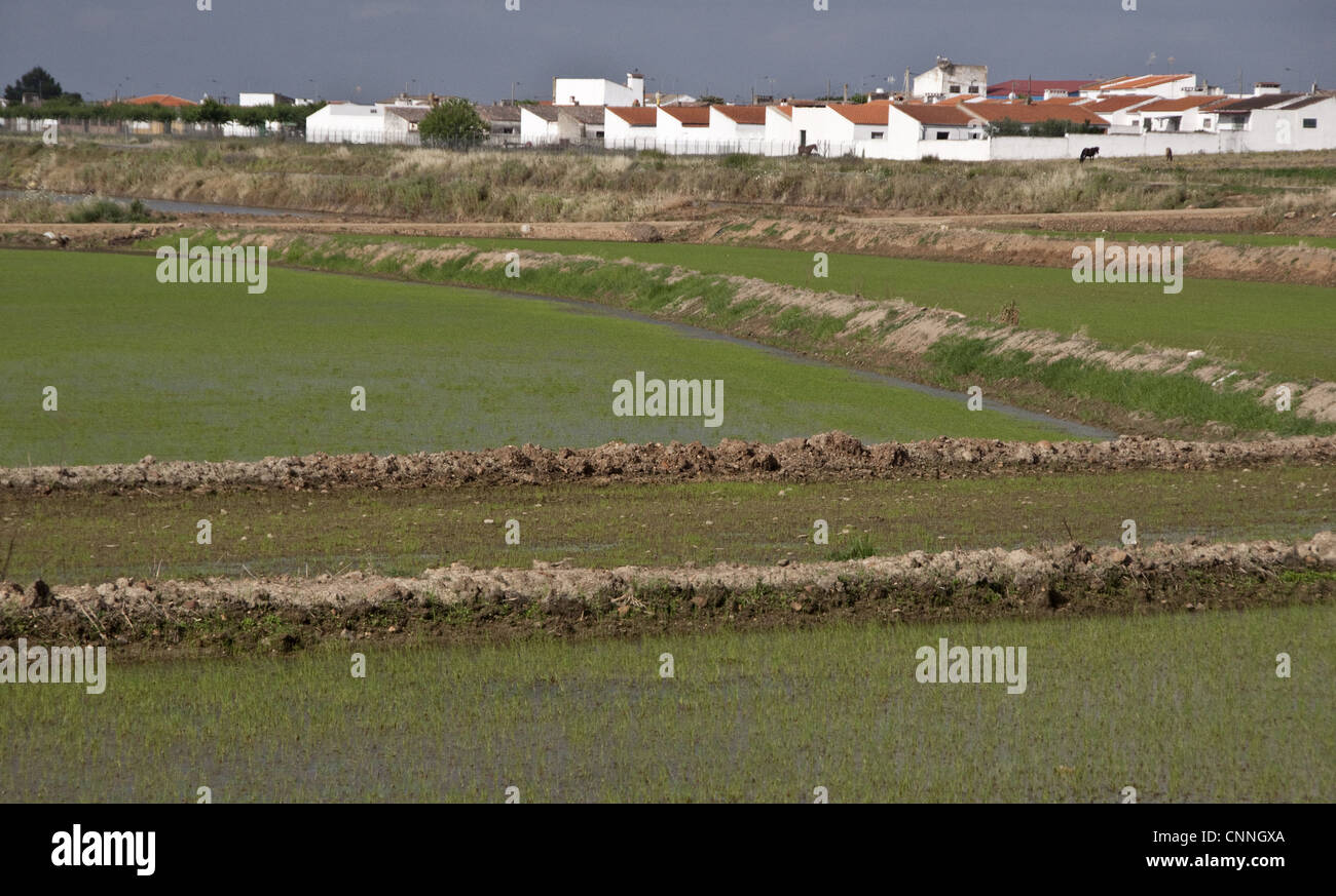 Rice fields growing in Andalusia Spain Stock Photo - Alamy